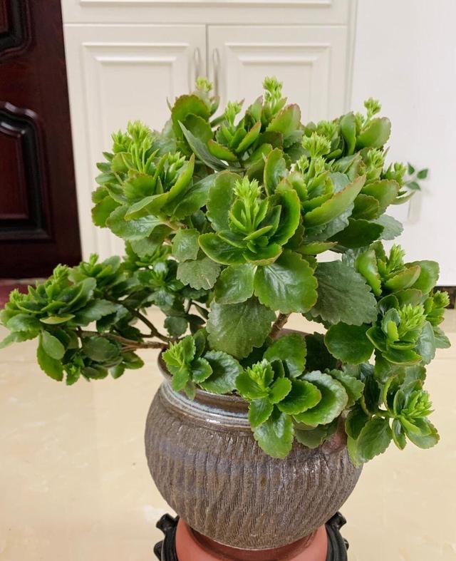 To grow longevity flowers in January, you only need to "use one trick ...