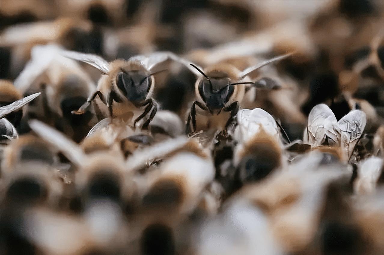 Why are bees always flying around you? Bees behave like this with ...