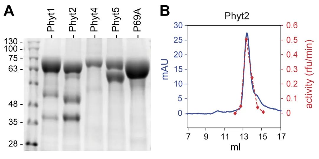 An Assay Protocol for Detecting Cleavage of Peptide Precursors - iMedia