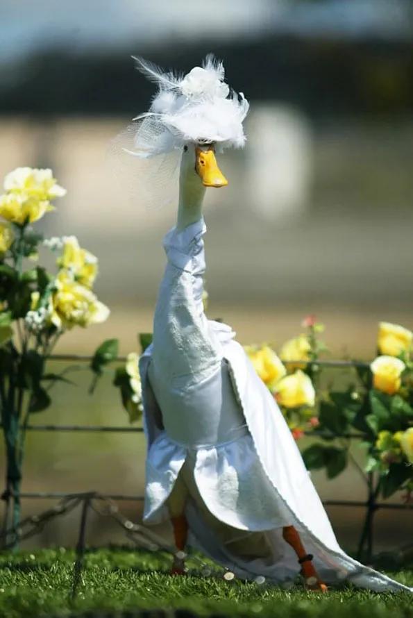 The annual duck fashion show in Sydney, Australia - iNEWS