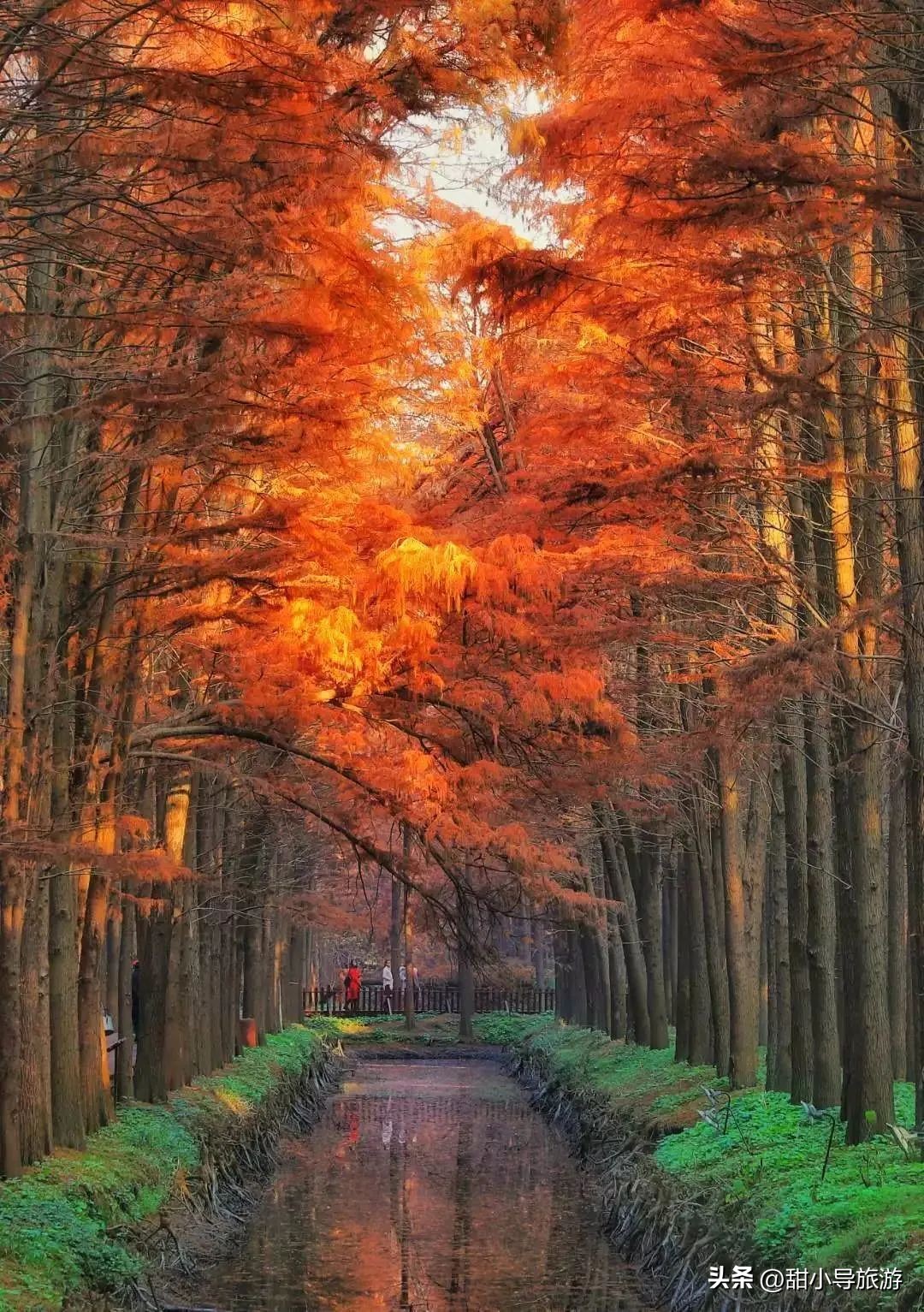 Amazing early winter!The beauty of these redwood forests has become a ...