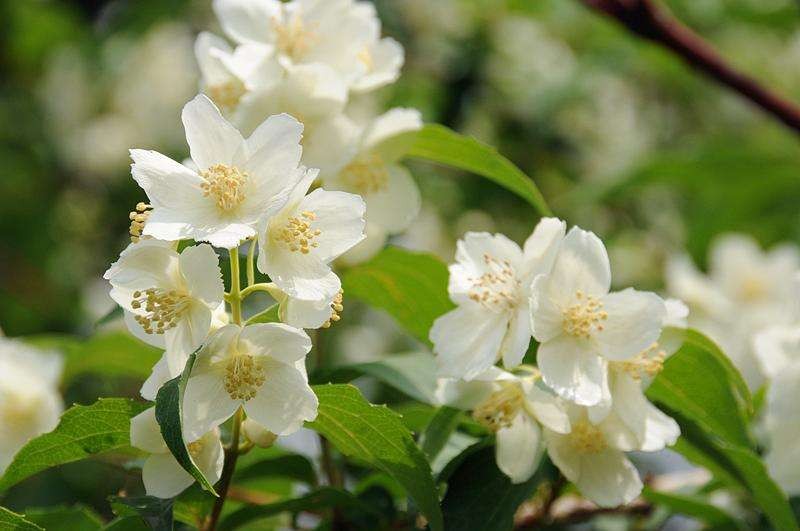Commonly used flowers in classical gardens - Taiping flowers - iNEWS