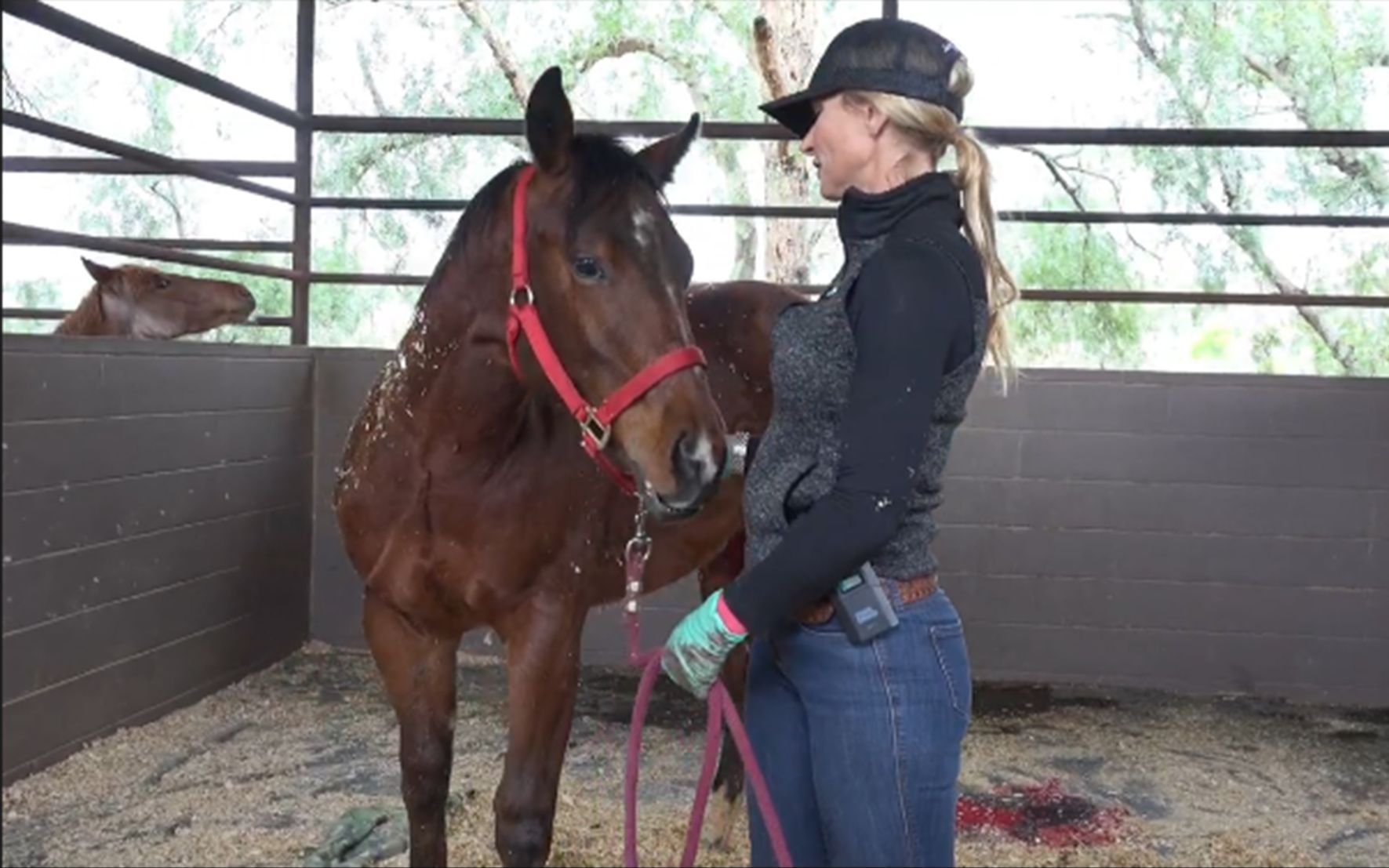 Animal castration only cuts the eggs, why did the ancient eunuchs ...