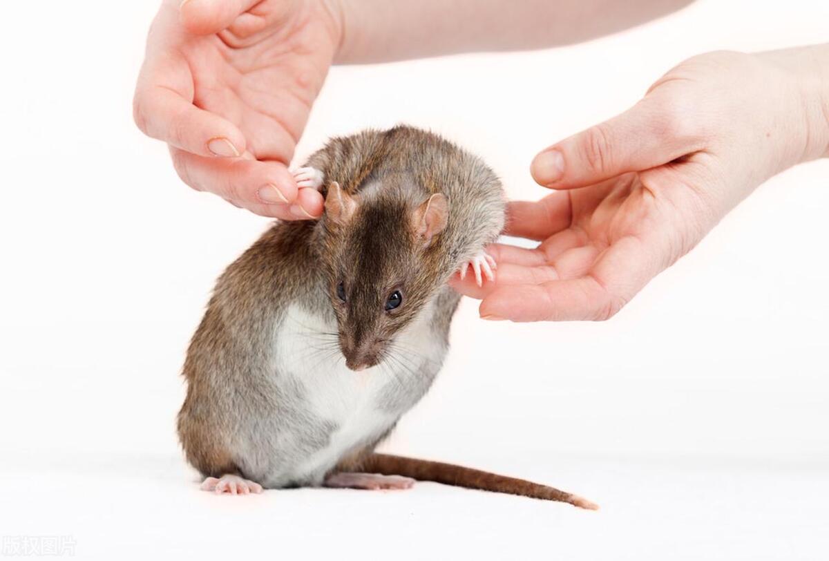 We all know that mice are timid and run away when they see people, so ...