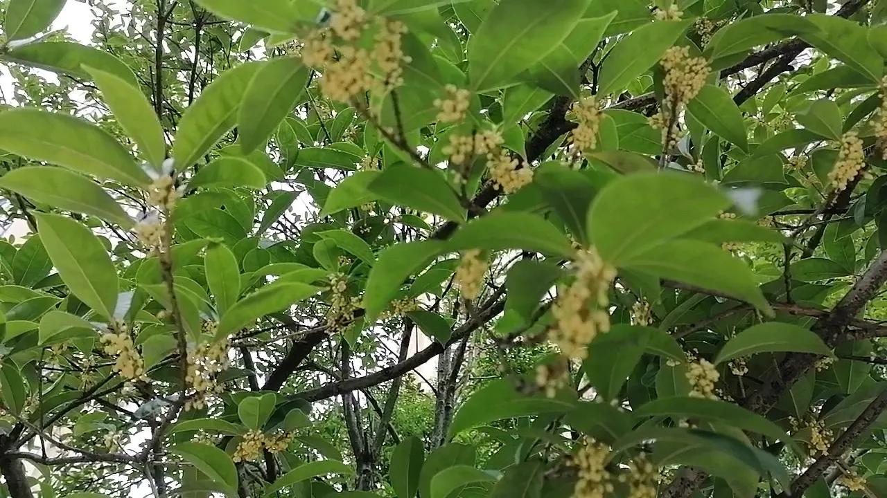 Appreciation of 11 ancient poems - iNEWS