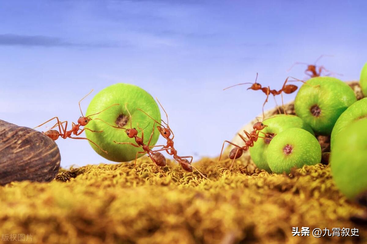 How Animals Hunt: Group Solidarity Strategies of Ants - iNEWS