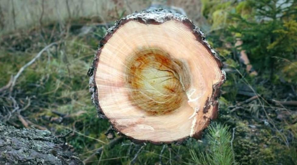 The transparent wood technology invented by Swedish scientists has been ...