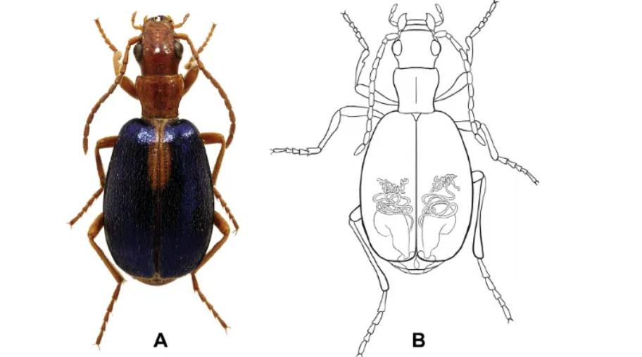 The legendary insect in the biological world, with its own 100 ℃ rocket ...