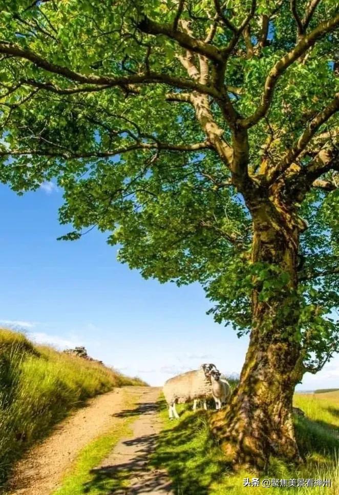 The photographer turns ordinary trees into beautiful landscapes - iNEWS