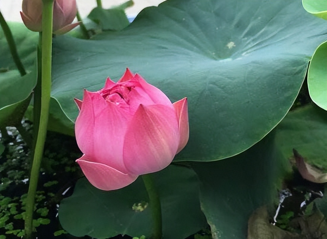 Lotus photography, common lotus varieties - iNEWS