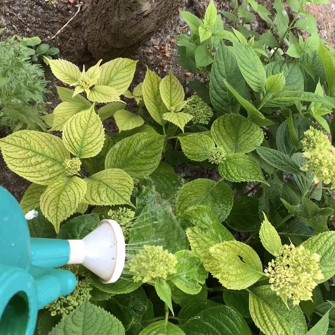 5 kinds of "sour-loving flowers" are "soaked in vinegar" and the leaves ...