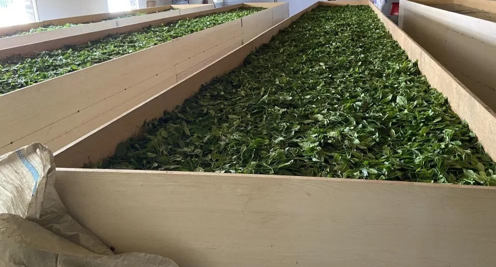 The smell of the sun?Effects of withering process on the taste of white ...