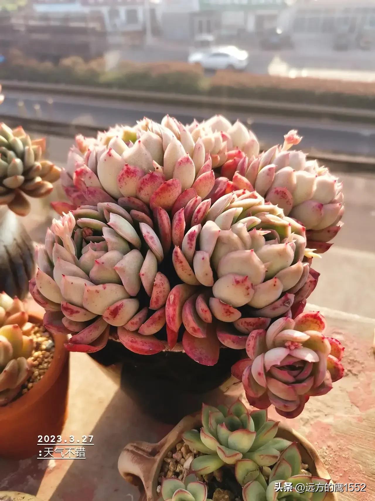 Enter the succulent kingdom and enjoy the infinite wonderfulness of the ...