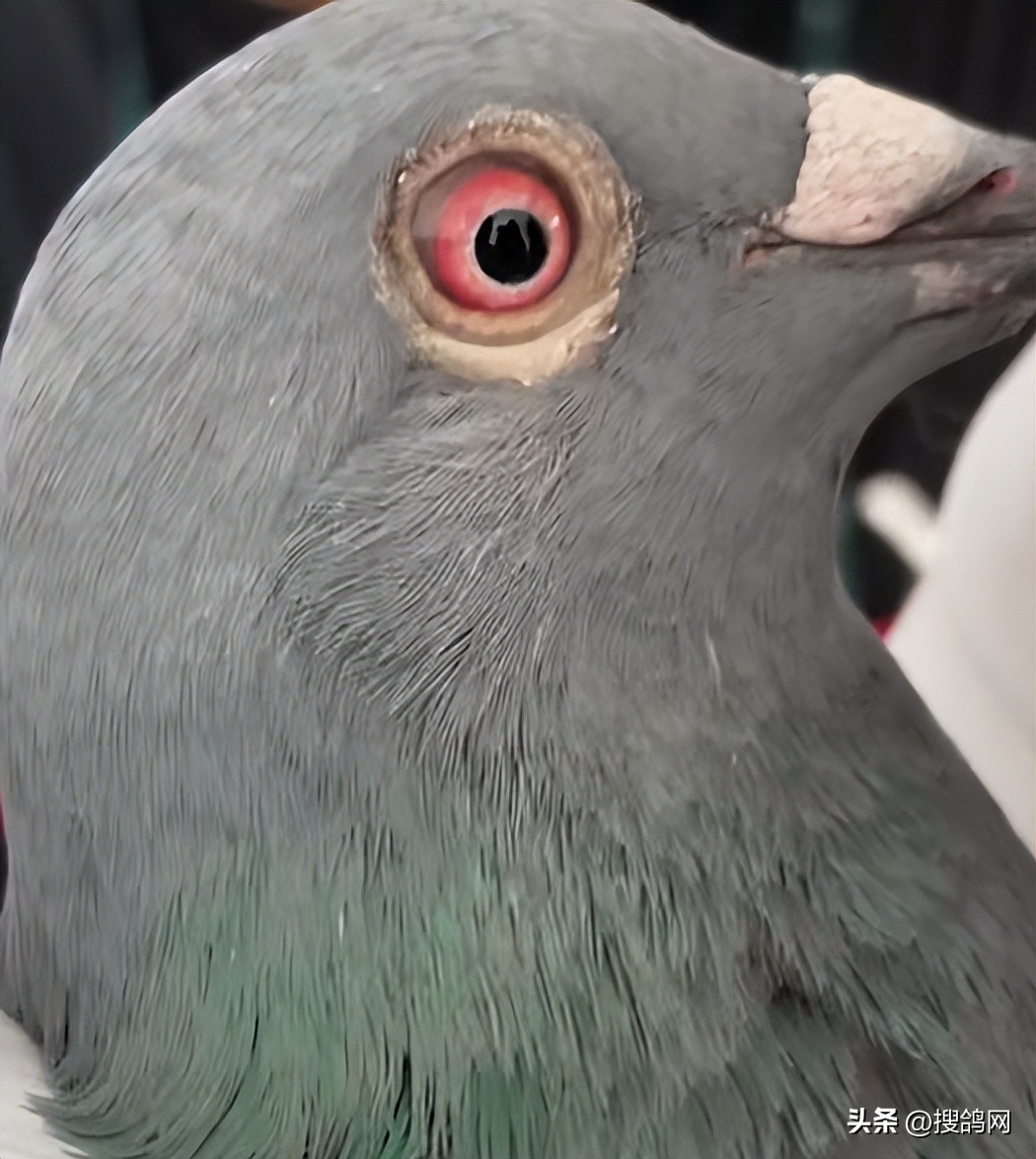 Shanxi Shenqi first pass 500 kilometers, top ten pigeon racing outside ...