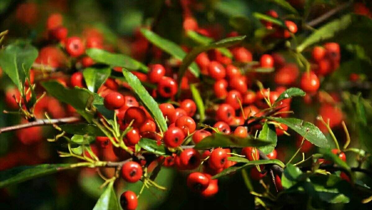 Du Fu's No. 1 "Festival in the Year of Li Gui in Jiangnan" - iNEWS