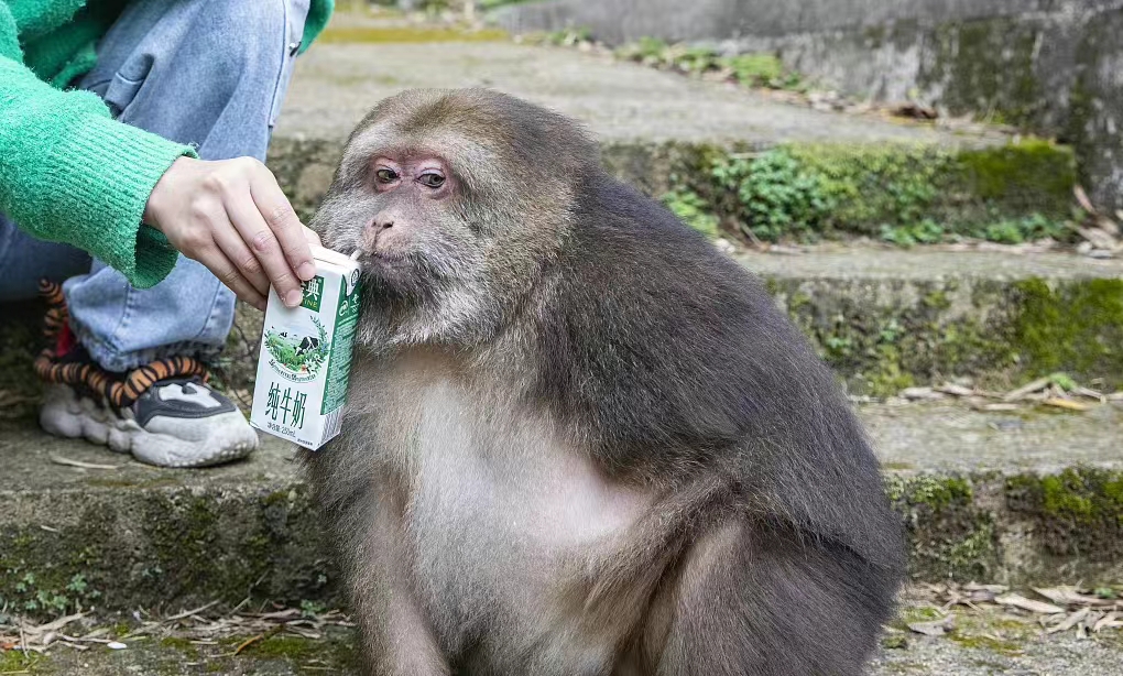 The monkey "star" in the Yanghu Temple became popular, and the ...