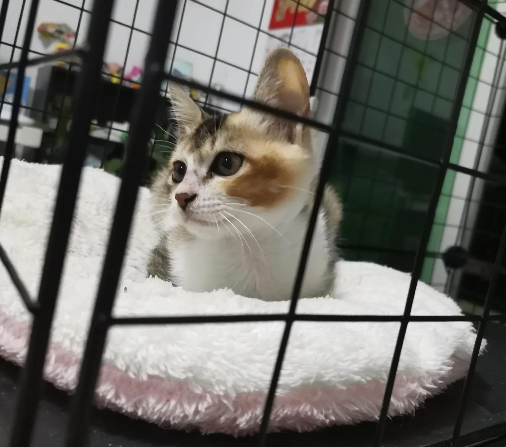 My animal friend Sanhua cat - Guoguo - iNEWS