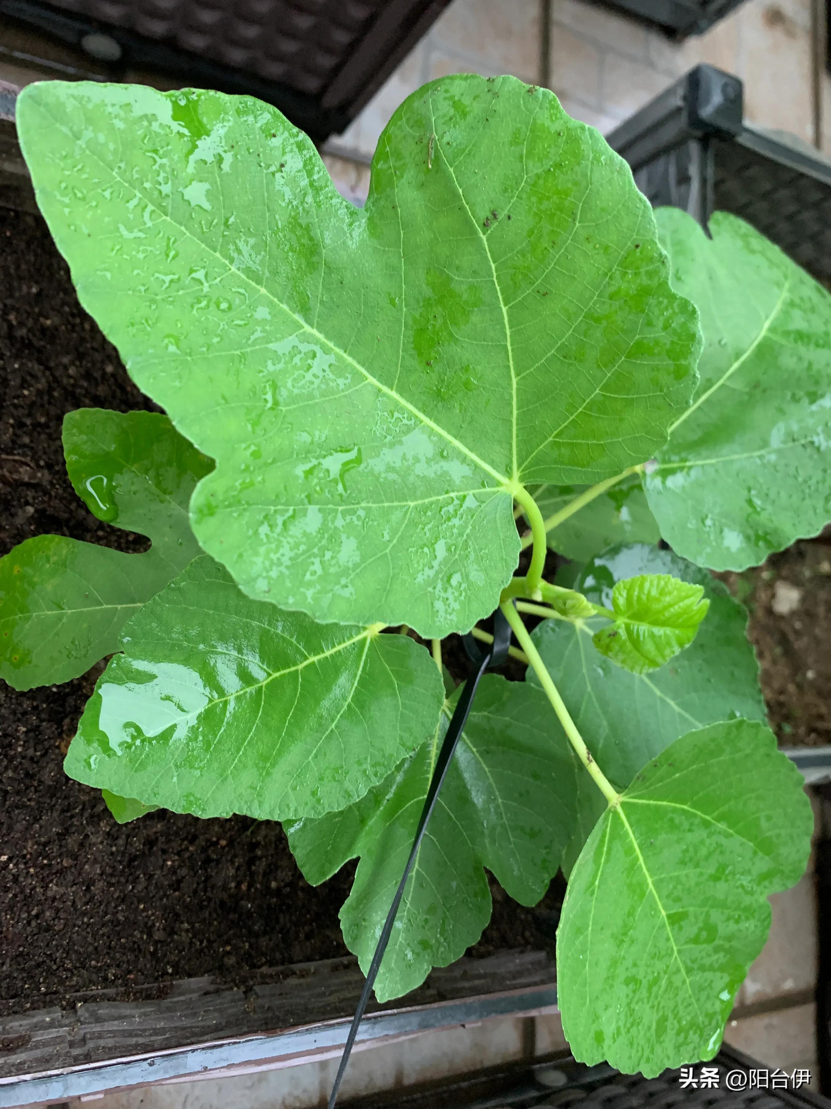 Transplanted a fig seedling - iMedia
