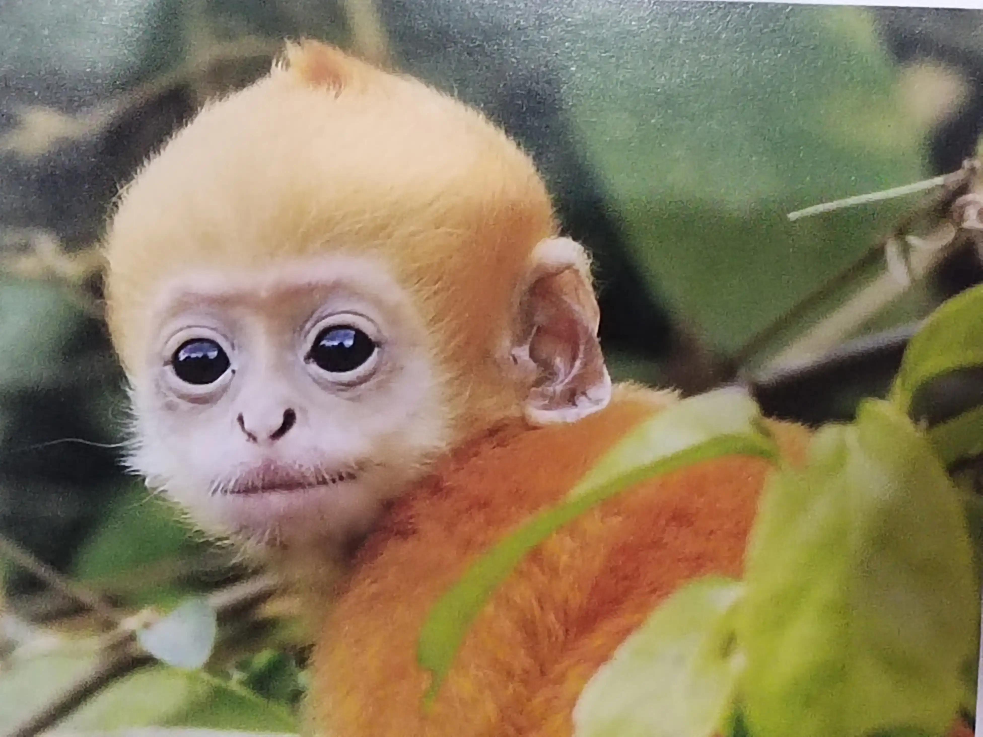 Do you know what is the unique primate in China that has less stock ...