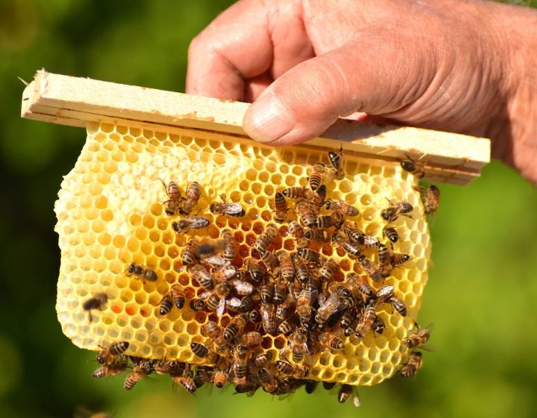 Do you think ants are the most organized insects? Wrong, bees are! - iNEWS