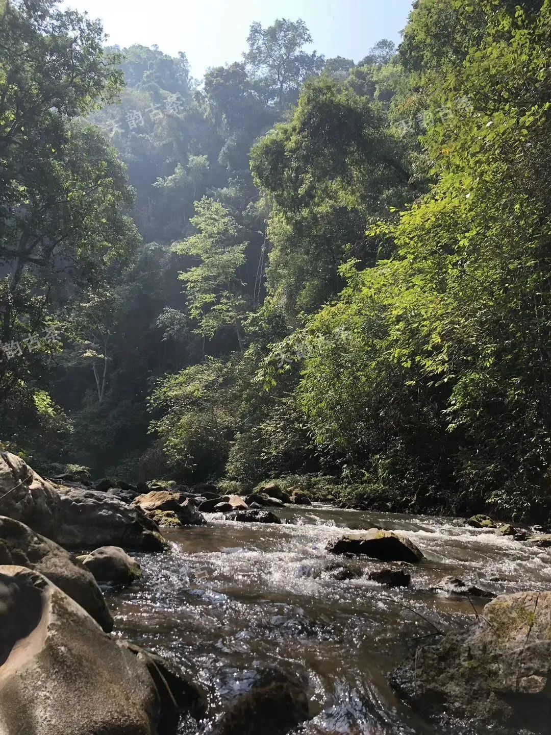 The Pearl of the Ancient Tea Forest in Yiwu - Bend Bow - iNEWS