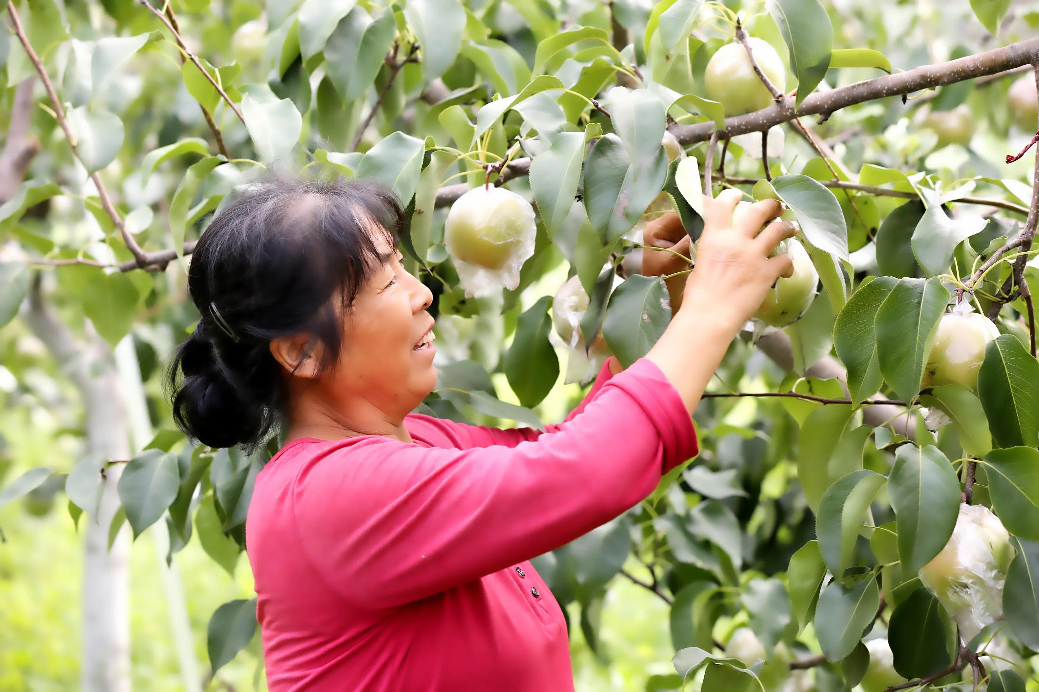 Zhangdian: Yulu Fragrant Pear Manjitou is waiting for you to pick and ...