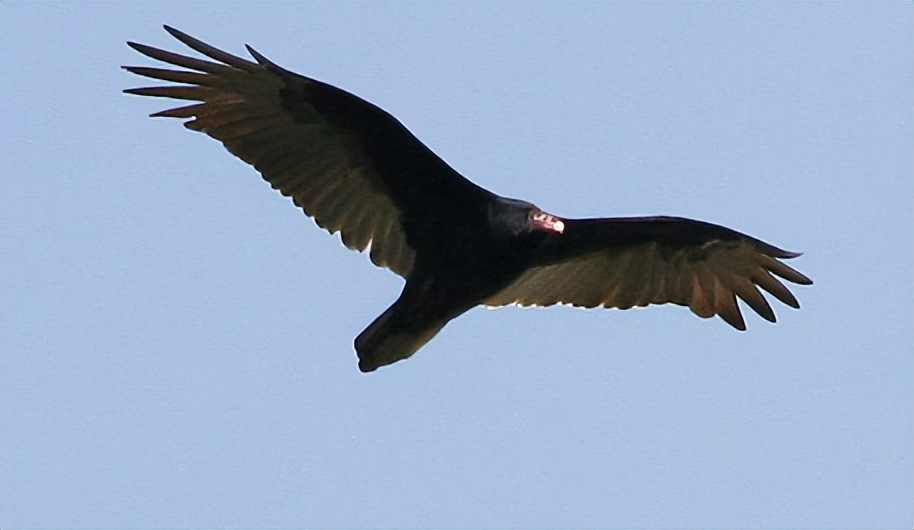 Magnificent Wings: Exploring the Properties of the California Condor ...