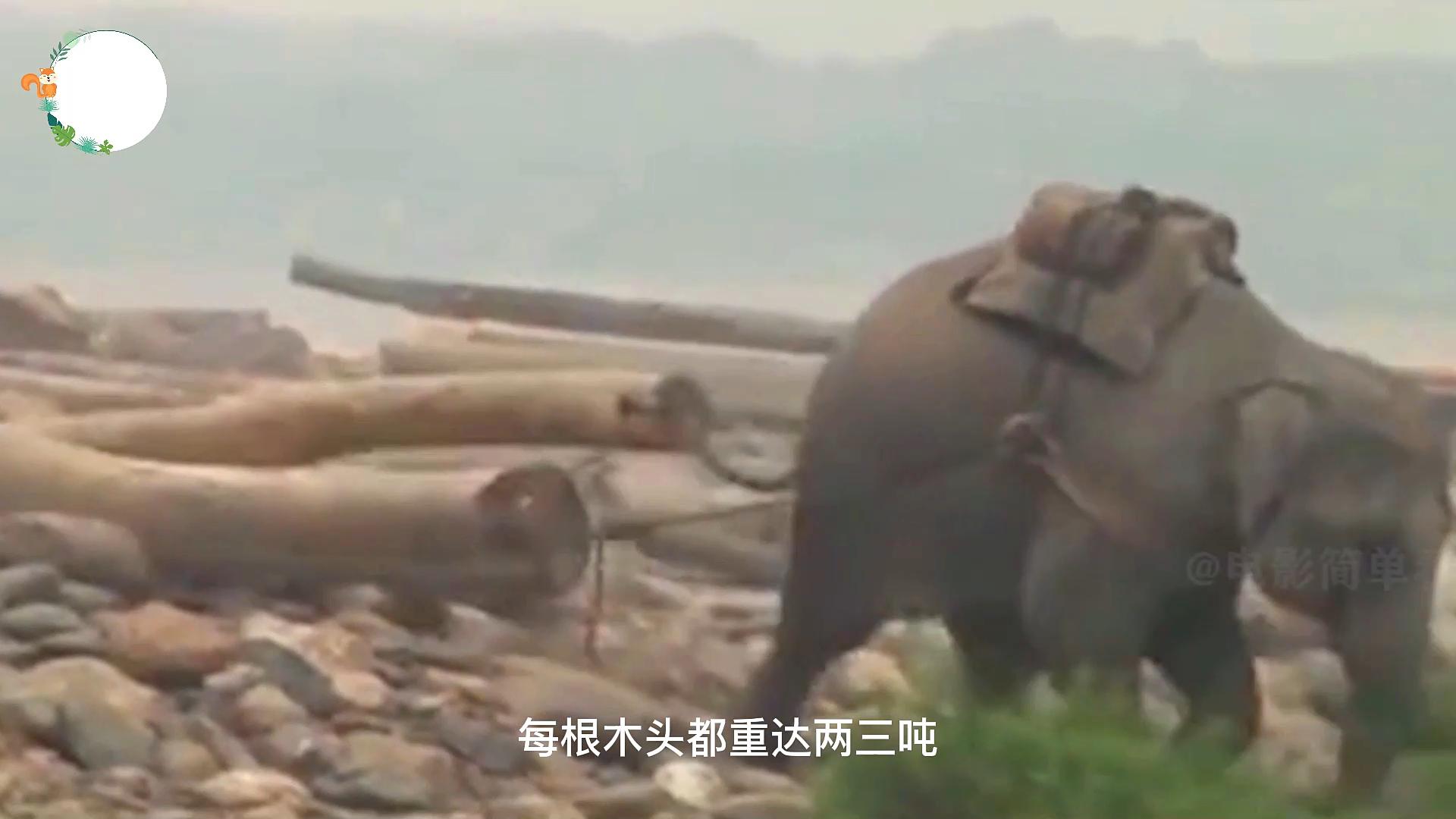 The tragic fate of Laotian elephants, they are forced to pull Baiton ...