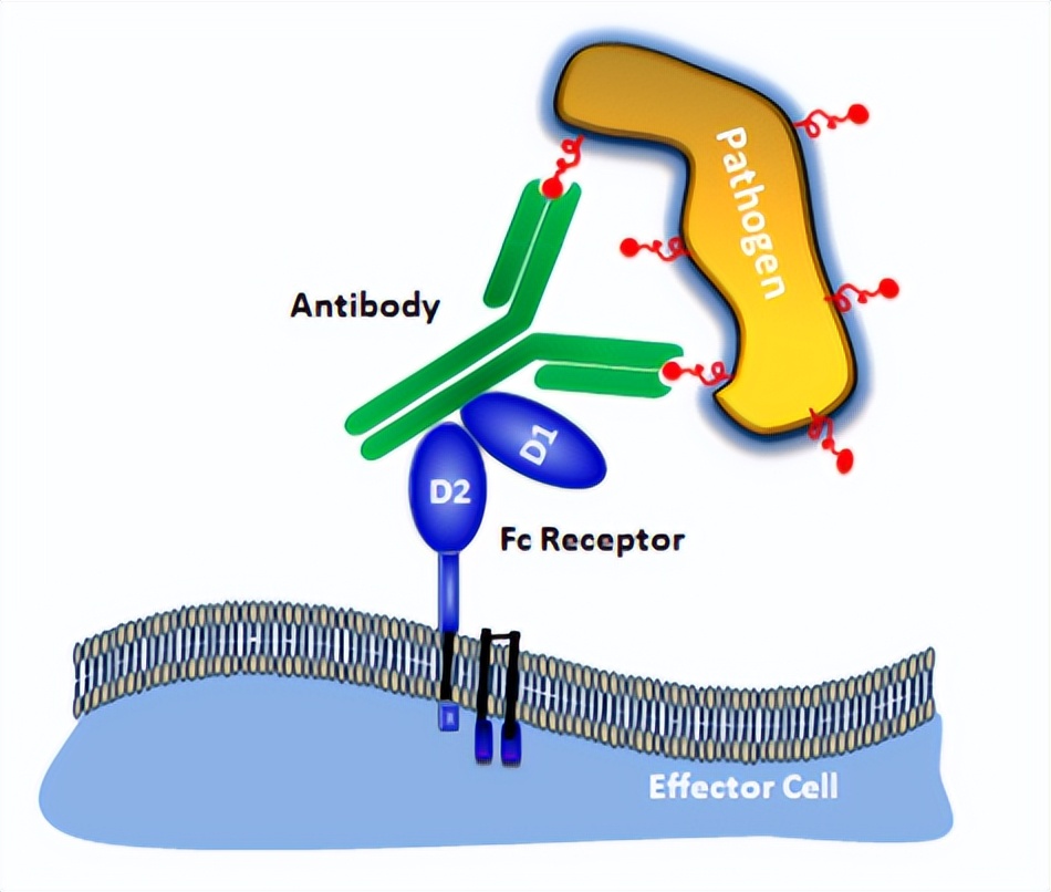 Recombinant protein: Fc receptor protein - iNEWS