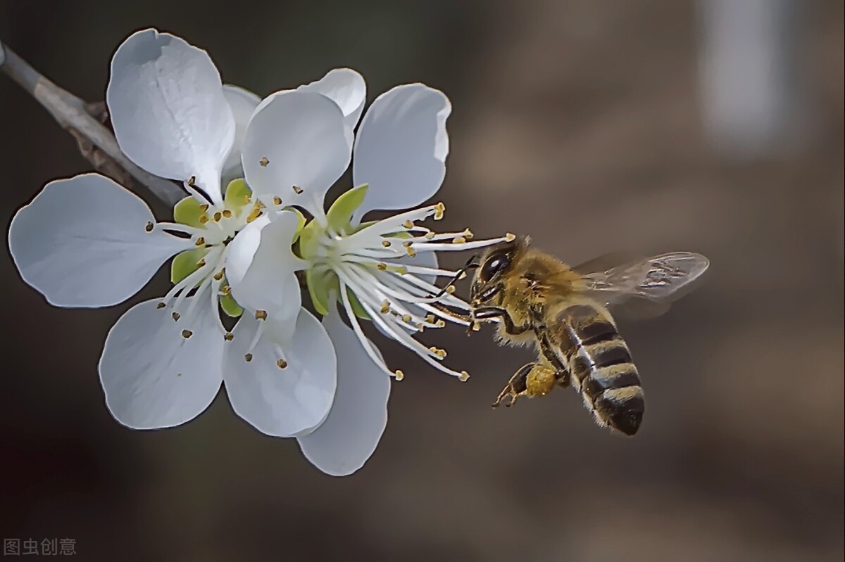 In addition to the ability of bees to convert pollen into honey, what ...
