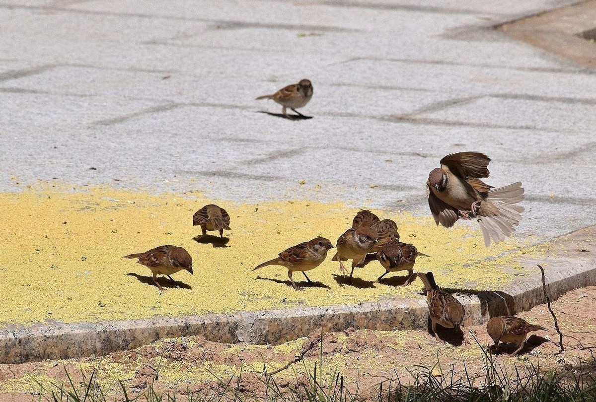 Where do sparrows go after they die, with an average lifespan of only ...