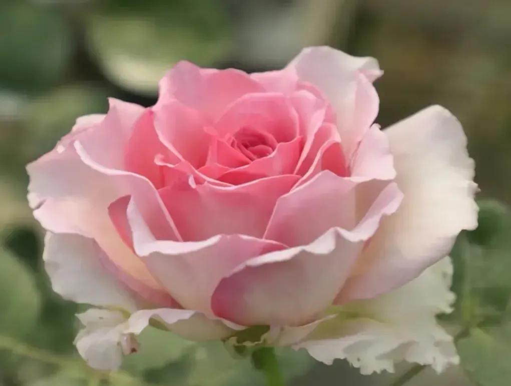 15 excellent domestic rose varieties with strong national style and ...