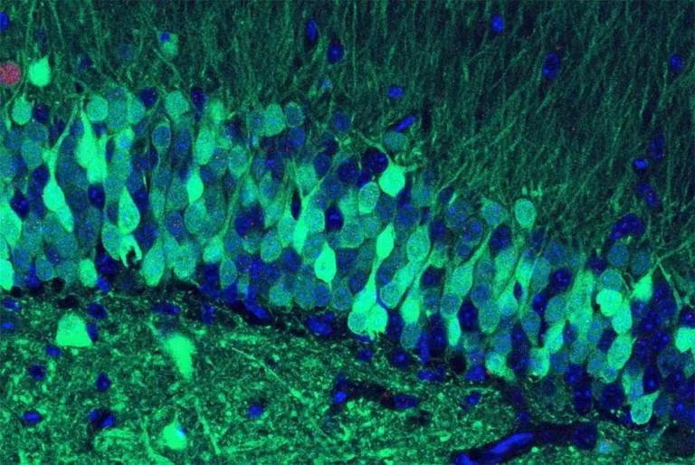 How does the brain store memories? - iNEWS