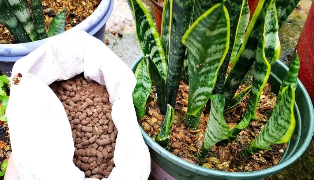 Tiger Pilan has few leaves?Adjust the maintenance in 4 aspects, the ...