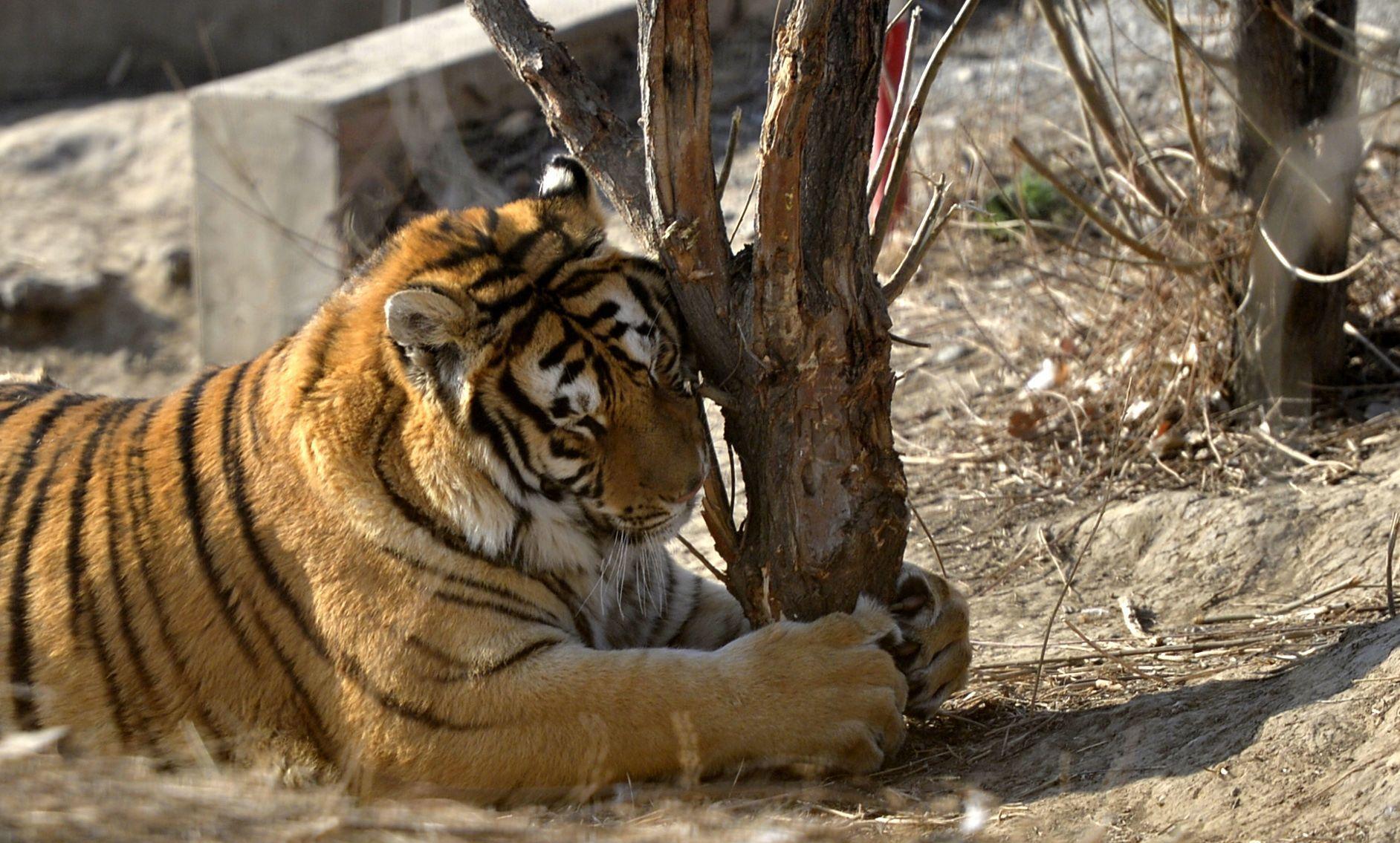 The secrets of tiger reproduction and mating are revealed: tough guys ...