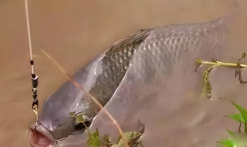 Summer wild fishing, understand these 4 habits of wild carp, it is ...