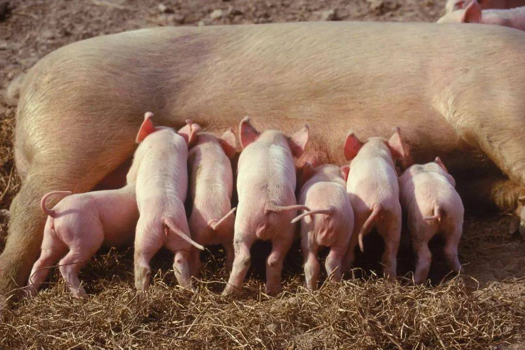 What are the dangers of slow farrowing in sows? Is it serious if a sow ...