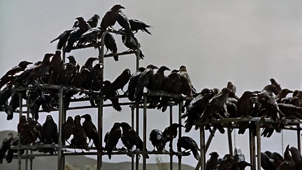 A large number of black birds appeared in the sky, and the dense ...