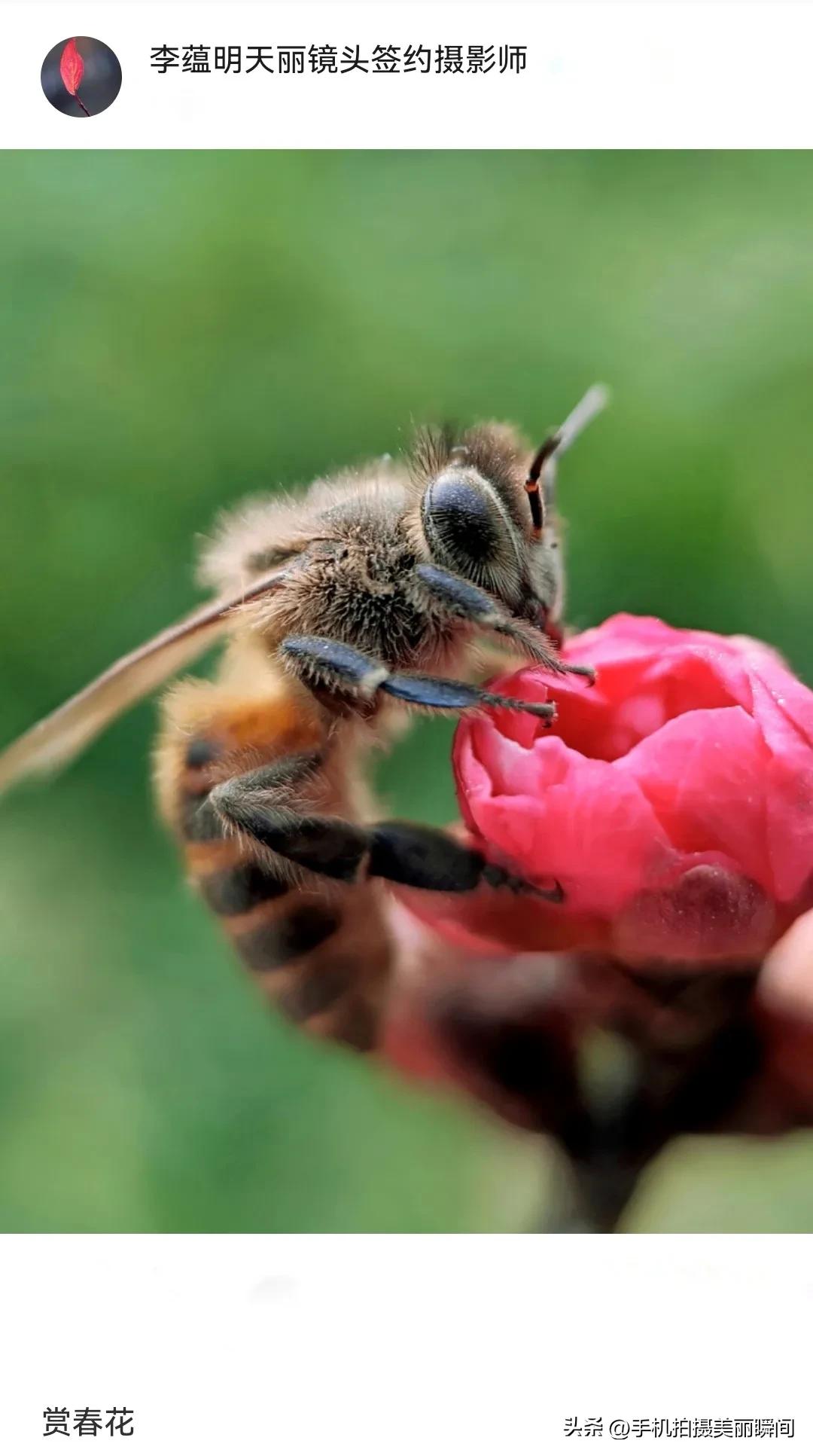 Mobile photography works enter the photography platform selection - iNEWS