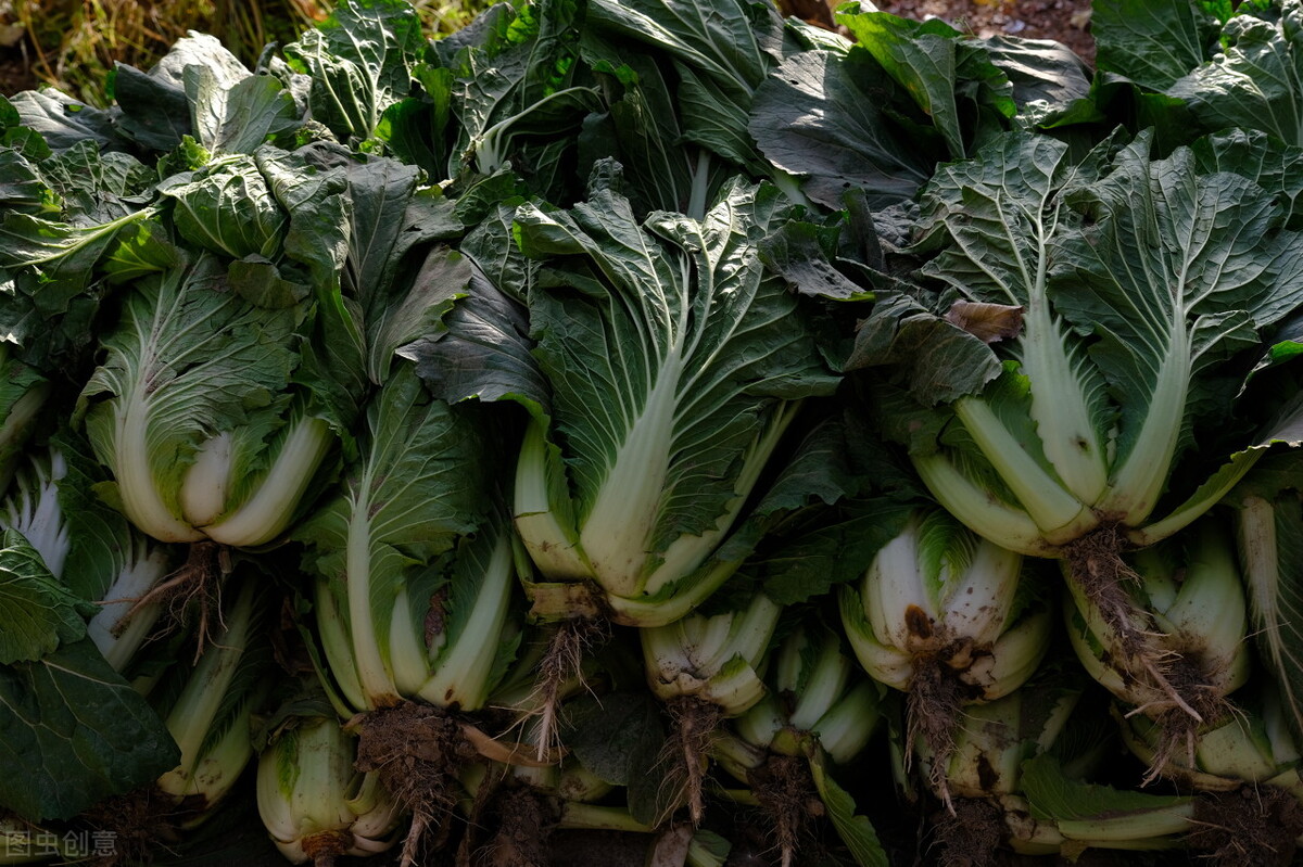 When storing cabbage in the cellar, which way is the correct posture ...