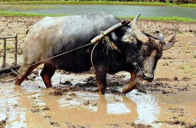 What does the saying, "There are only exhausted cows, but no plowed ...