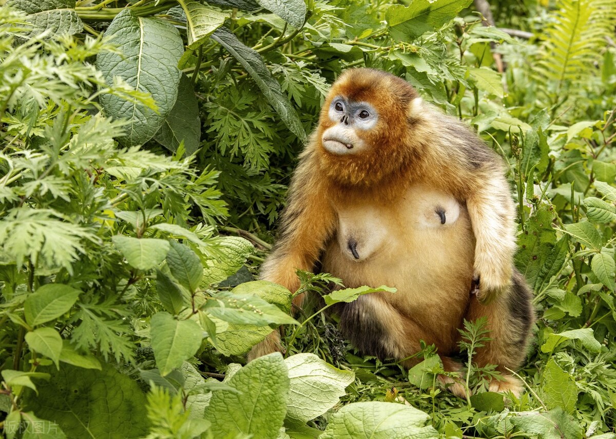 Why did Changyi, the son of the Yellow Emperor, marry the Shushan clan ...