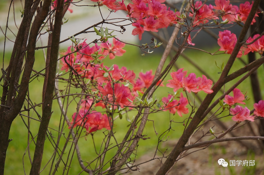 Rhododendron, a heartbreaking poignant late spring poem - iNEWS