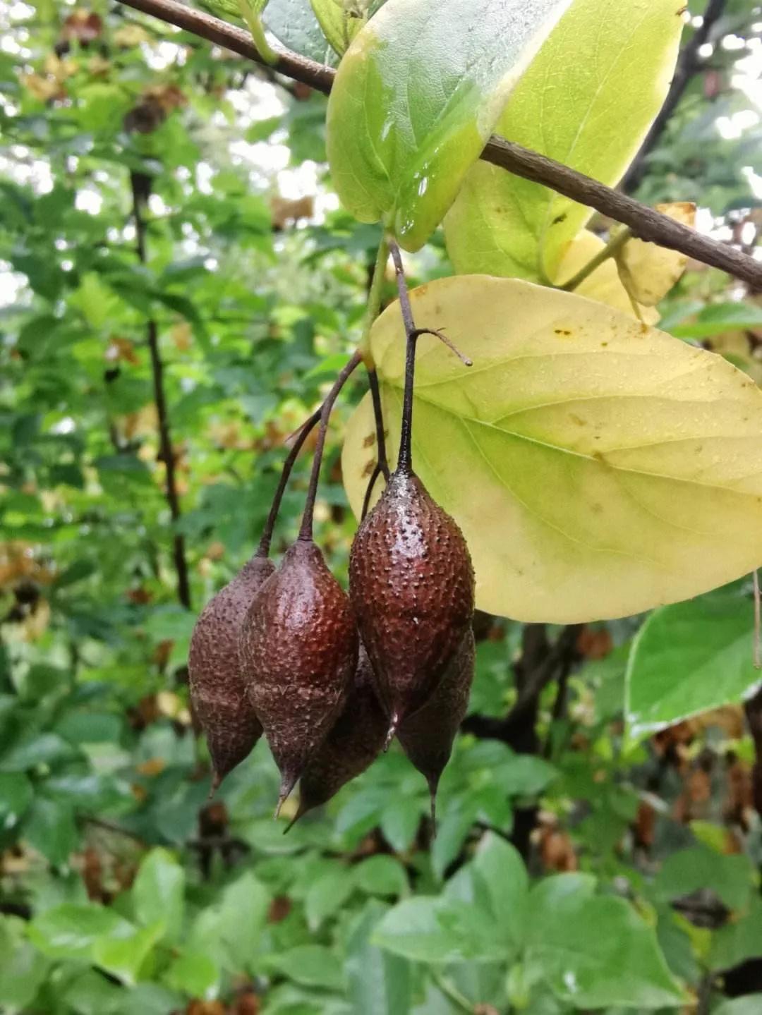 National Class II protected endangered rare plants: Jurong Baohua ...