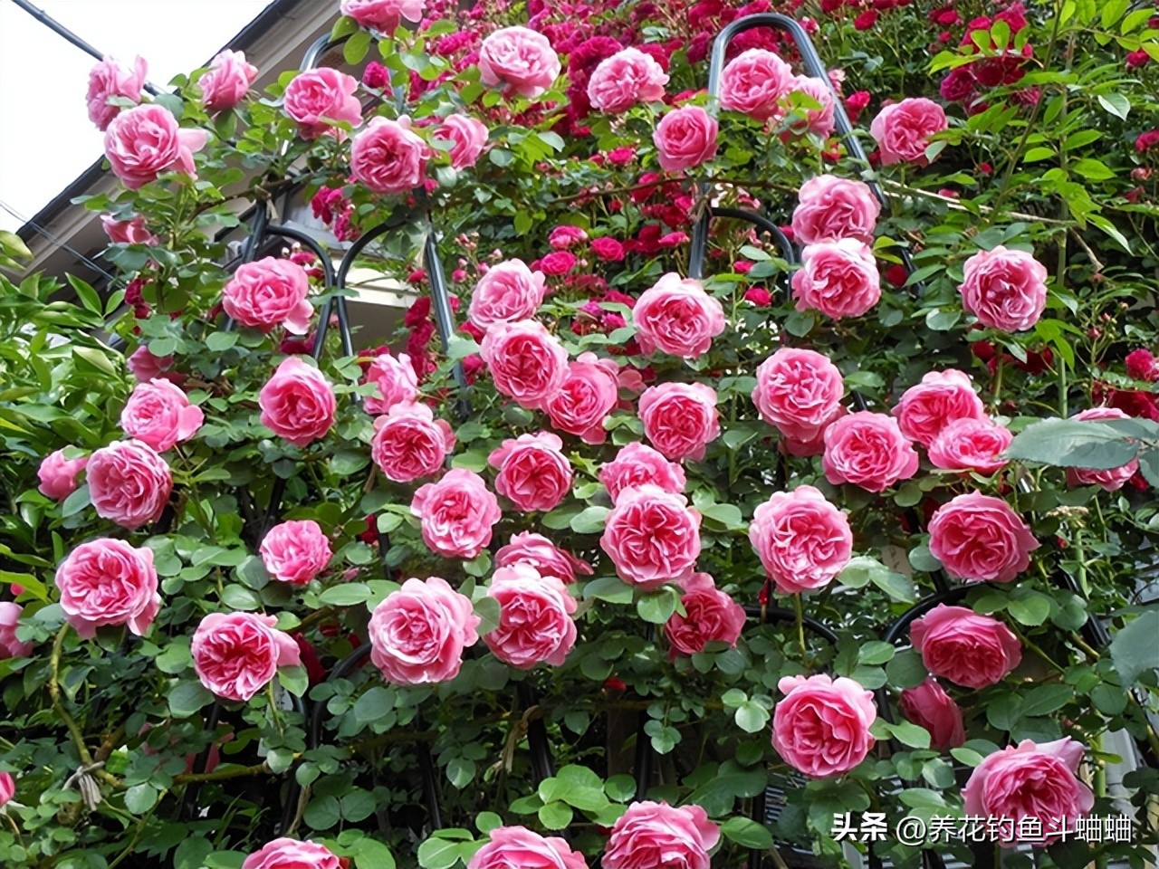 To raise roses in September, "secondary" pruning must be carried out ...