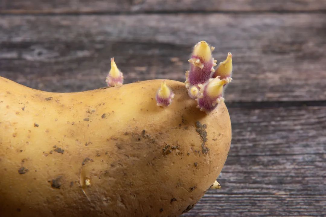 Are sprouted potatoes poisonous? These 9 kinds of food will be ...