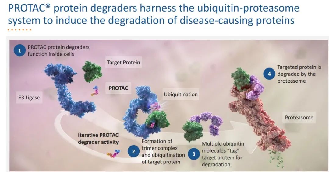 In-depth review of PROTAC technology and global R&D progress - iNEWS