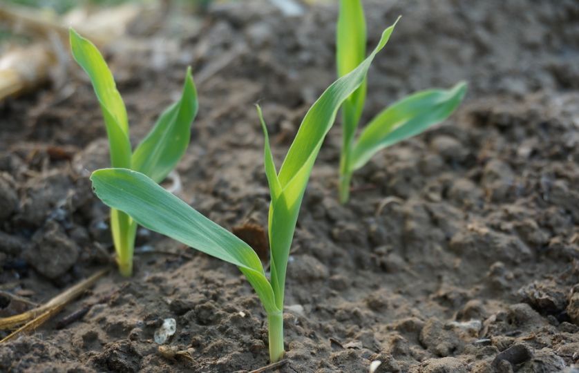 The role of corn control is great, but if these 4 links are not well ...