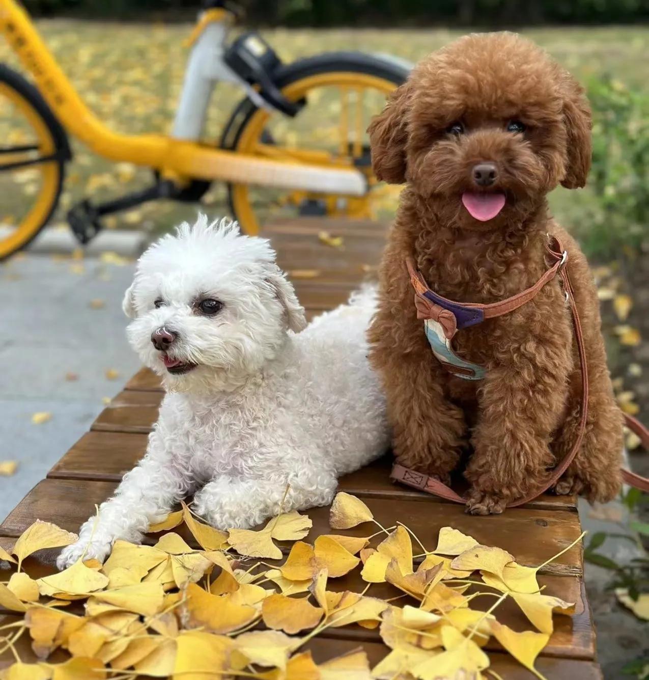 9 benefits of keeping a dog, you will know how good it is - iMedia