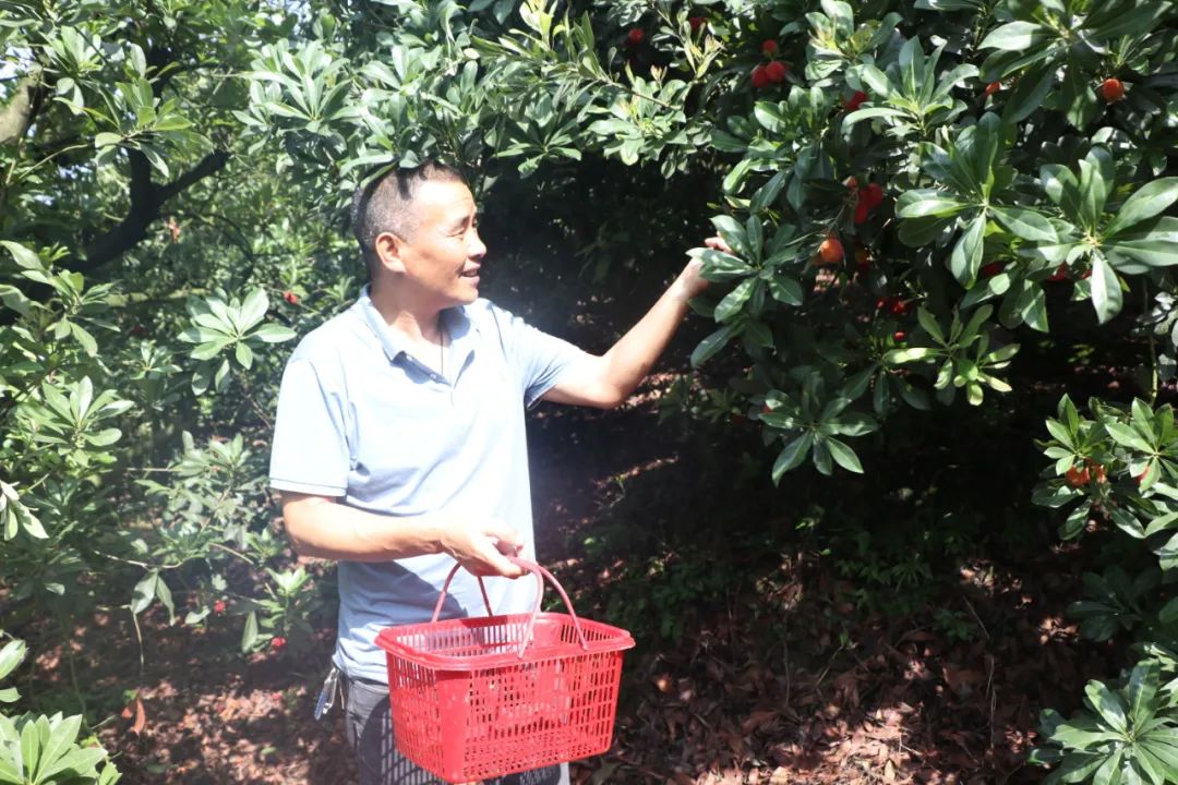 So cool and sweet! Dongkui Yangmei in Yuping Tanghe is waiting for you ...